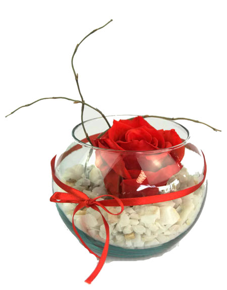 Forever Rosa Preservada Roja – Floreriamarite.cl