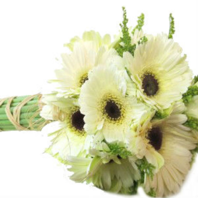 Gerberas Blancas – Floreria Marite
